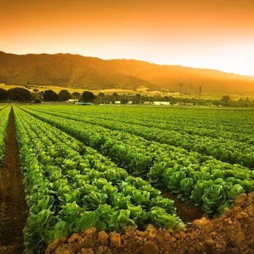 Organic vs Non-GMO: What’s the Difference & Which to Choose