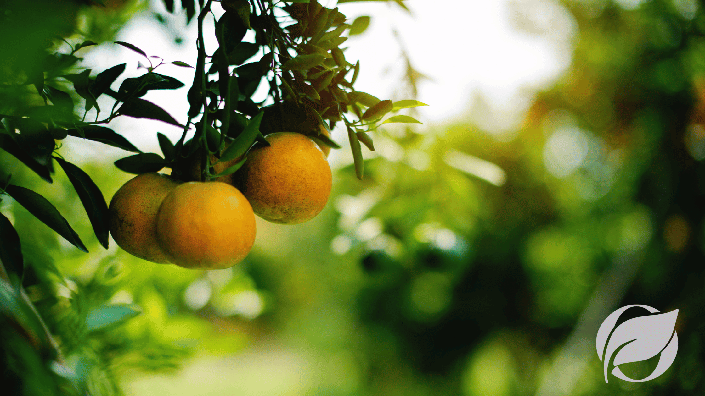 Is Organic Farming Sustainable? Environmental, Economic & Climate Impact